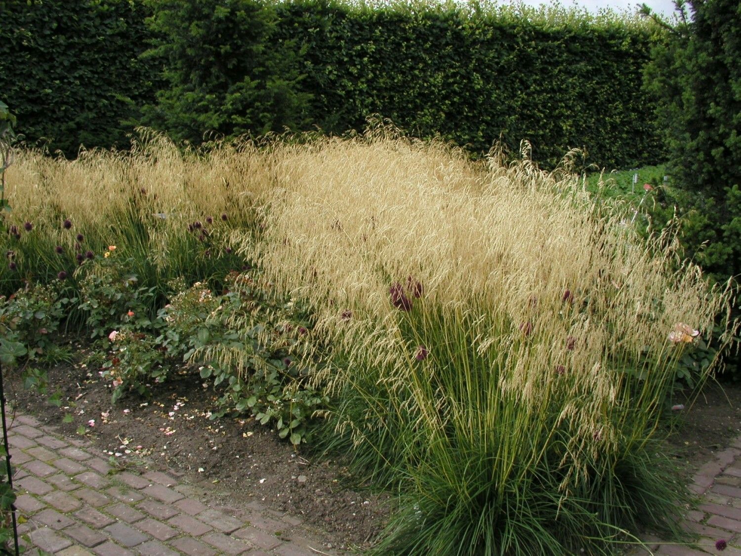 Луговик дернистый / Щучка (Deschampsia cespitosa Goldschleier P9 ...
