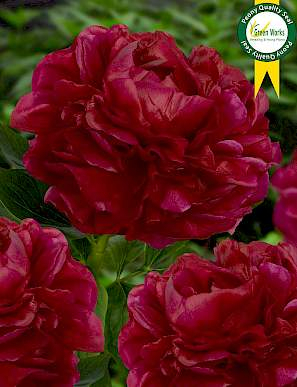 Пион травянистый Генри Боксток