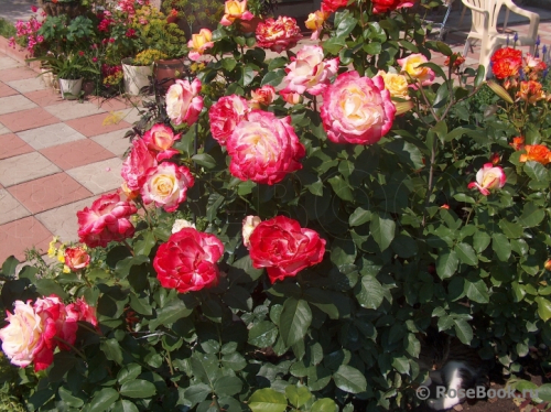 Роза чайно-гибридная (Rose hybrid tea Double Delight) - C4. Остаток:174шт