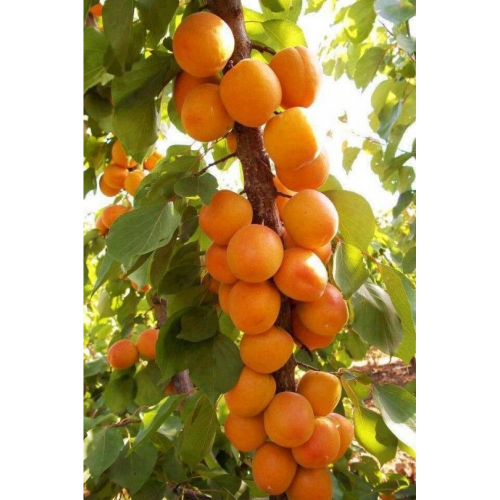 Абрикос Принц Март