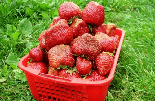 Крупнопл. земляника (клубника) Чамора Таруси, Р9, Поздний срок созревания