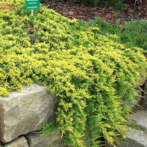 Juniperus squamata (Можжевельник чешуйчатый ) Little Joanna. Colorline