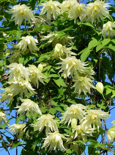 Clematis (Клематис) Lemon Dream C2. Остаток шт 1