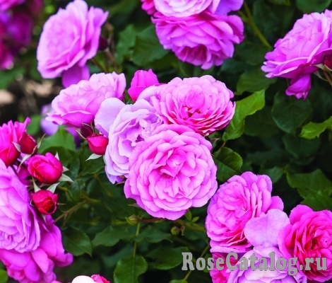 Rosa (Роза) Reka Dunav (PHN) C5. Остаток шт 5