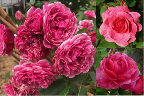 Rosa (Роза) Morden Ruby (CAN) C5. Остаток шт 3