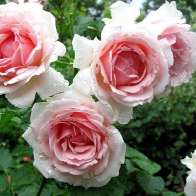 Баллада. Флорибунда (кустовая)