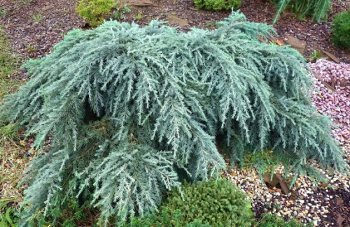 Cedrus deodara Feelin Blue C5 25-30. Кедр гималайский