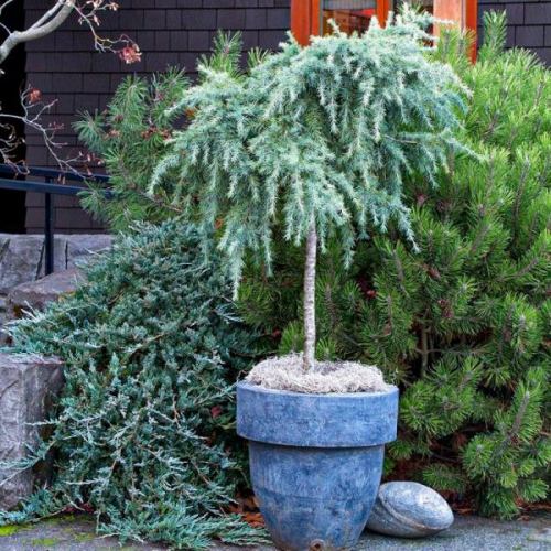 Cedrus deodara Feelin Blue C5 PA (ШТАМБ) 60 20-25. Кедр гималайский