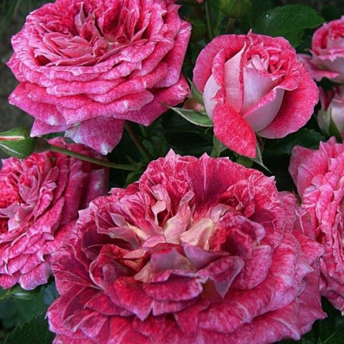 Летс Селебрейт. Флорибунда