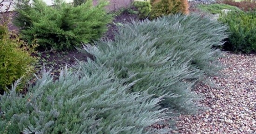 Juniperus horizontalis Blue Chip C2,5 15-20