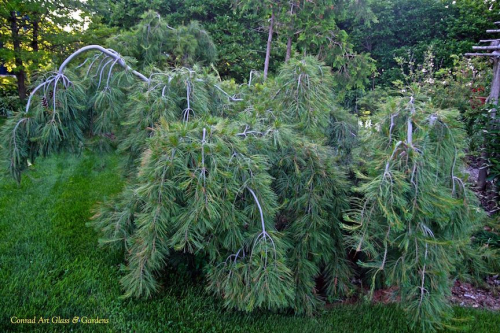 Pinus strobus Pendula C5 30-40
