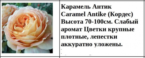 Карамель Антик Caramel Antike (Кордес)
