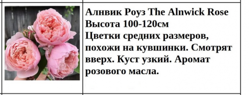 Алнвик Роуз The Alnwick Rose