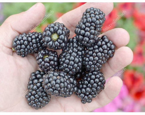 Ежевика кустистая Чачанска Бестрна P9