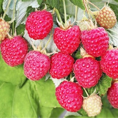 Малина ремонт. Аленушка, Н 15-20+см, Р9