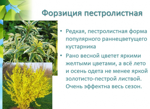 Форзиция пестролистная