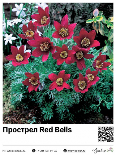 Прострел Red Bells