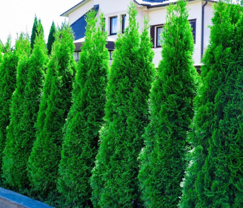 Туя Thuja occ. Smaragd C3 (50 - 60)