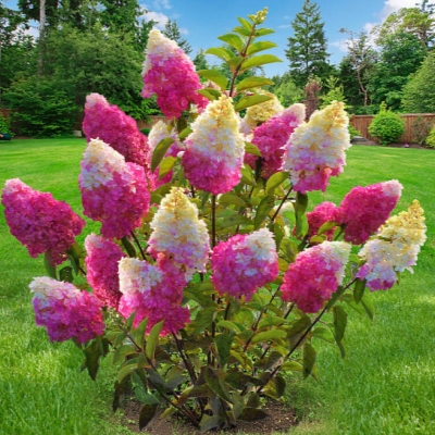 Гортензия Hydrangea pan. Fraise Melba C3