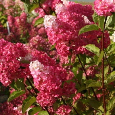 Гортензия Hydrangea pan. Fraise Melba C3