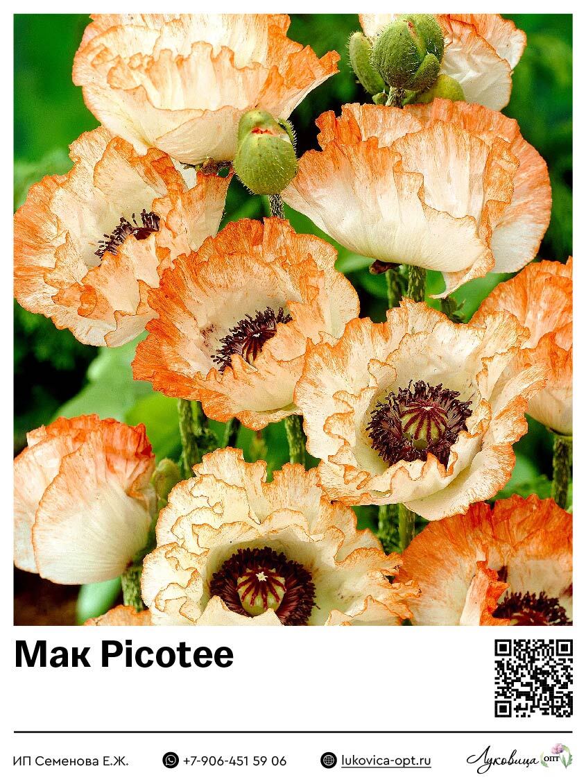 Мак Picotee. 35003