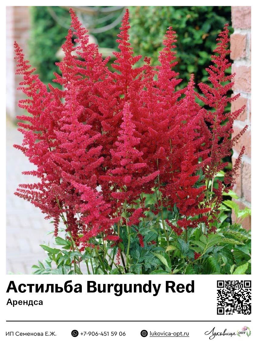 Астильба Burgundy Red (Арендса)