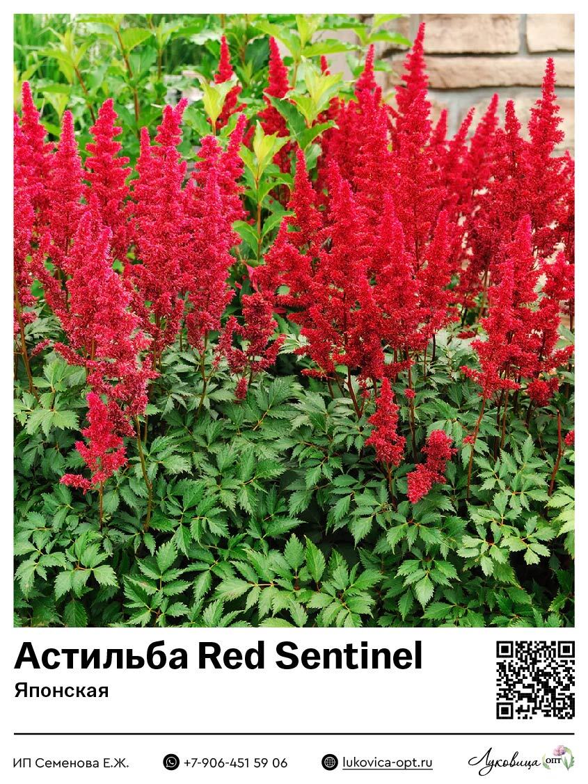Астильба Red Sentinel (Японская)