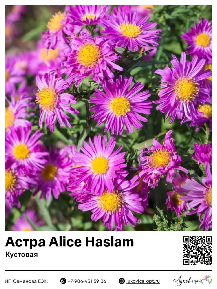 Астра Alice Haslam (Кустовая)