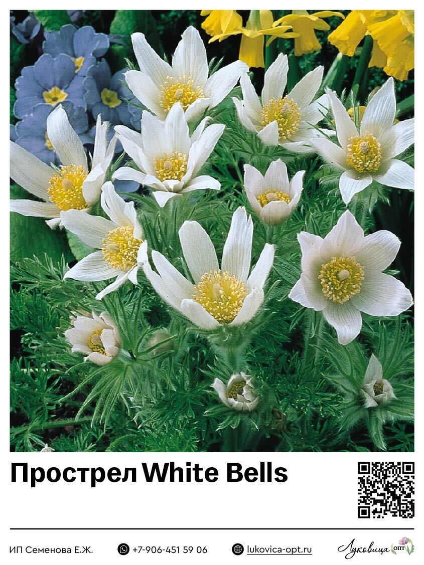 Прострел White Bells