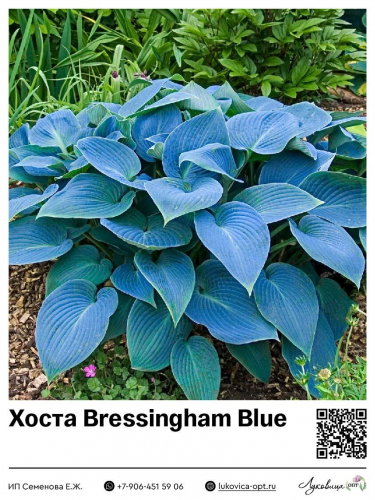Хоста Bressingham Blue