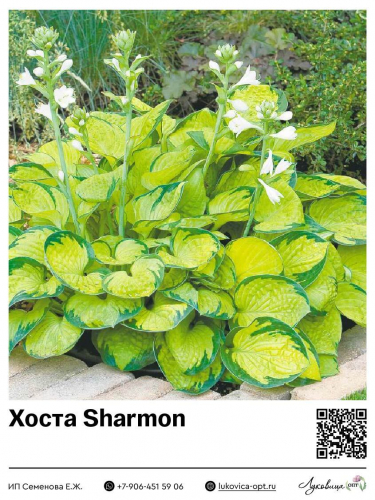 Хоста Sharmon