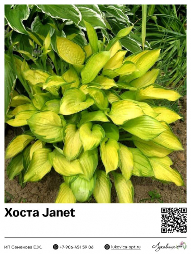 Хоста Janet