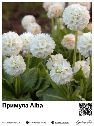 Примула Alba
