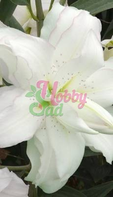 Лилия Лотус Бьюти 12 /14 (2 шт) Восточная /арт. НК390180 /. НК ЛТД