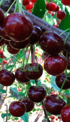 Вишня (дюк) Спартанка Поиск