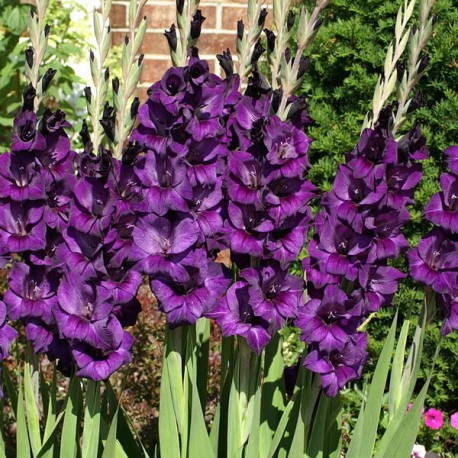Purple Flora. Гладиолус