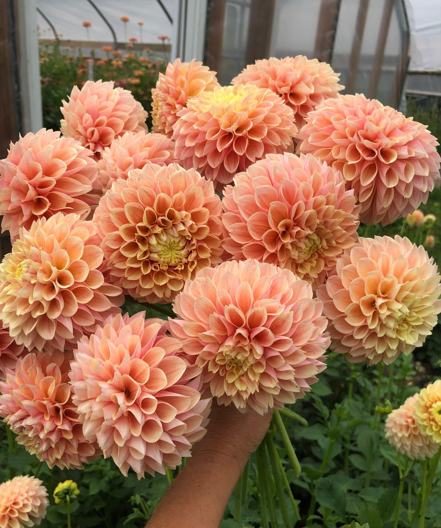 Sweet Suzanne. Георгин помпонный