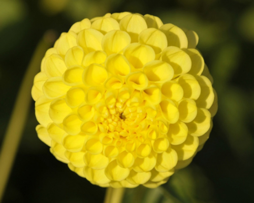 Golden Scepter. Георгин помпонный