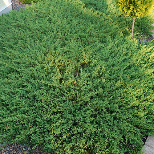 Можжевельник Juniperus hor. Andorra Compacta (тип горшка с2). Садовита