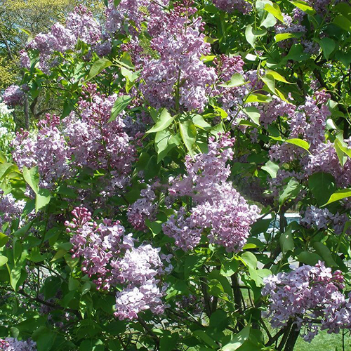 Сирень Syringa Asessippi (тип горшка с5). Садовита