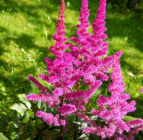 Астильба китайская Мэгги Дейли. Лесково