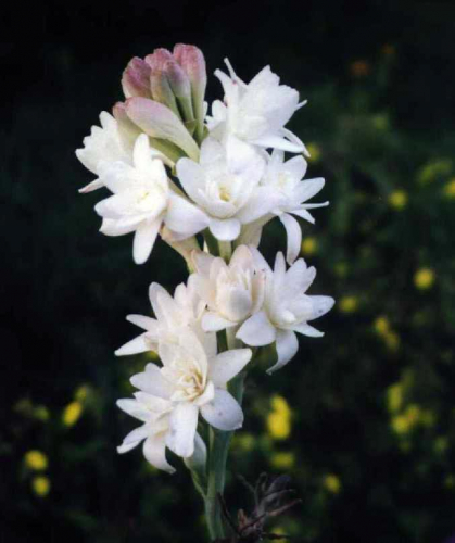 Полиантес Tuberosa (2 шт. в уп.)