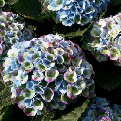 Гортензия крупнолистная (Hydrangea macrophylla Magical Revolution blue) C2