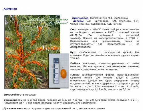 ажурная. Облепиха
