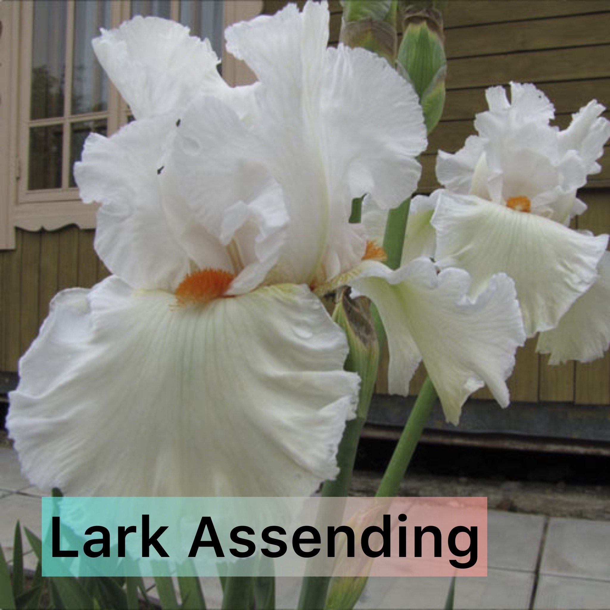 LARK ASSENDING. 78