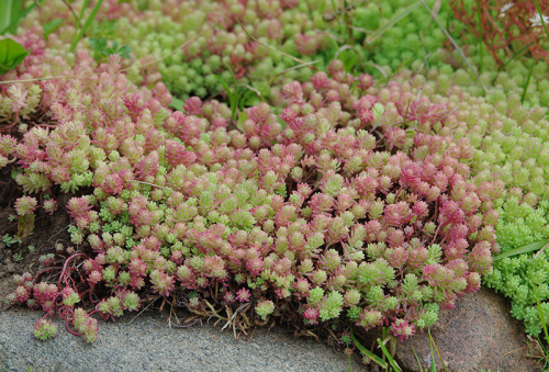 Очиток круглый (без сорта)