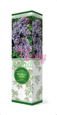 Сирень Маршал Ланн обыкновенная Поиск