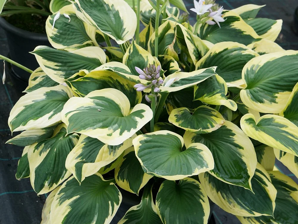 Hosta Anne