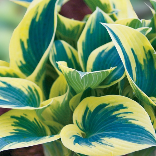 Hosta First Frost