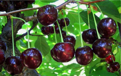 Вишня Владимирская, С5, возраст 3 года, Н 80-100+см